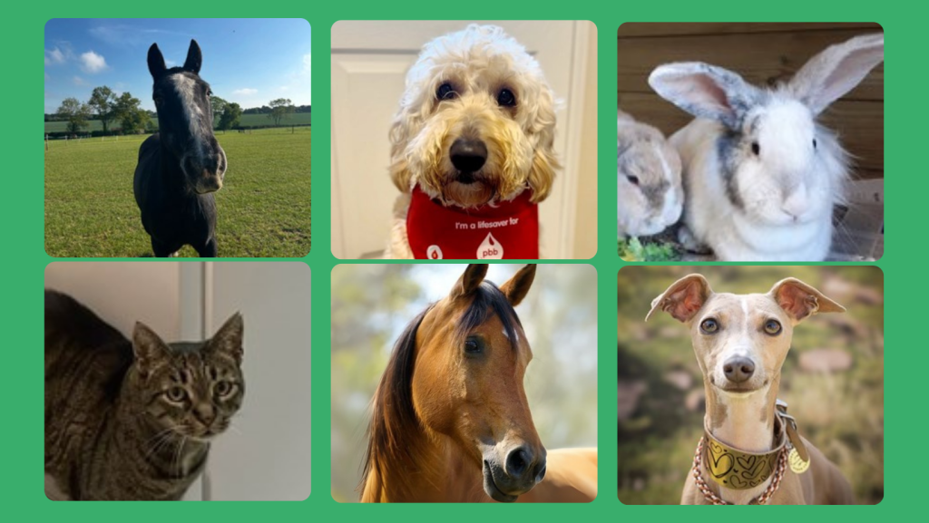 Drumroll please… meet the winners of our first Virtual Pet Show ...